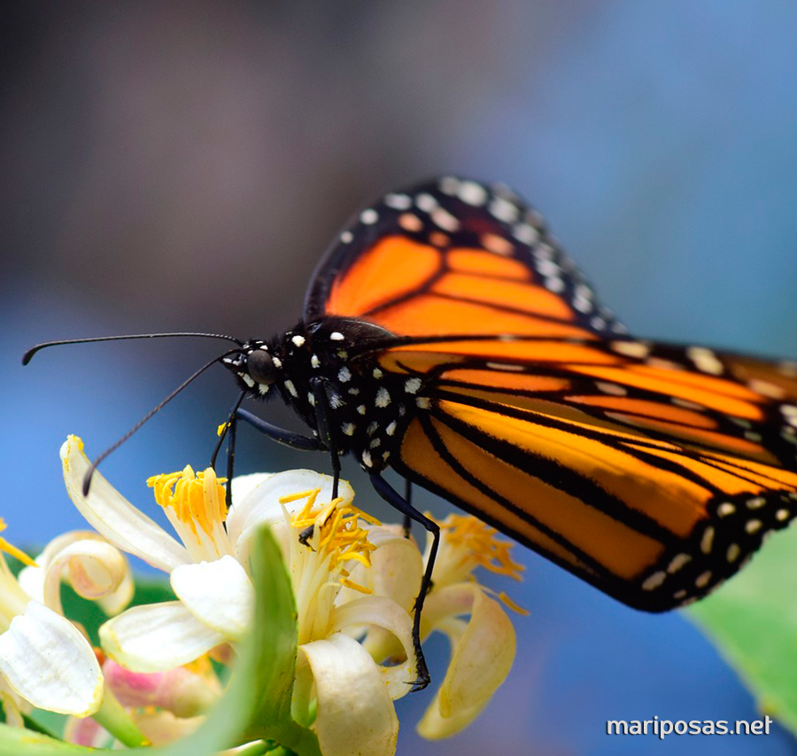 Colores de las Mariposas - Mariposas