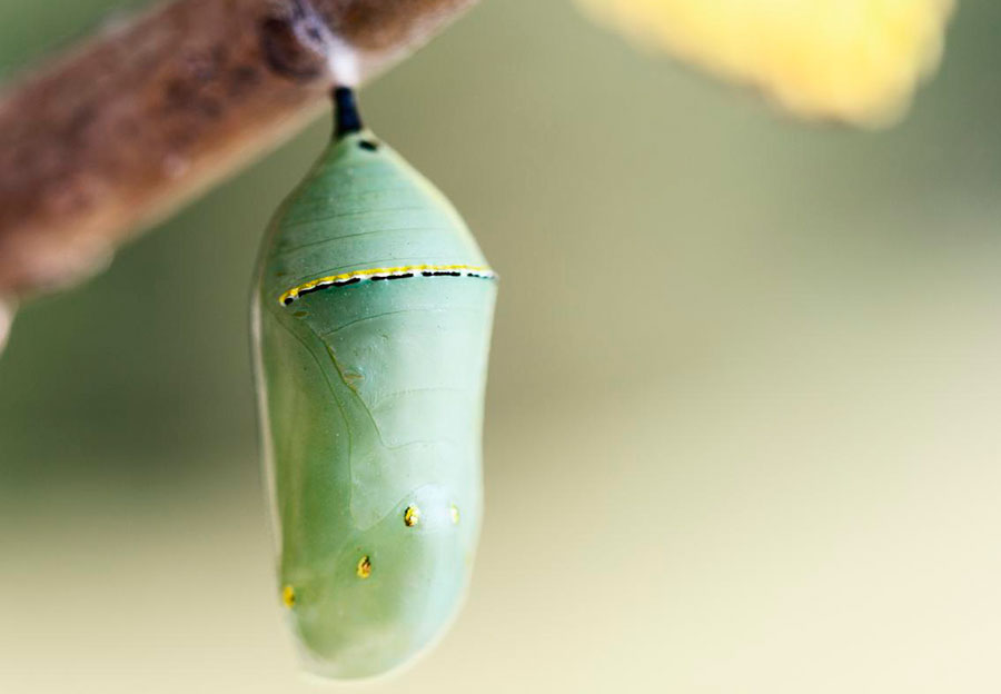Ciclo de Vida: Pupa - Mariposas Ciclo de Vida: Pupa - Mariposas