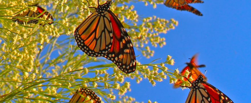 Las Mariposas Migran? A dónde van las Mariposas?