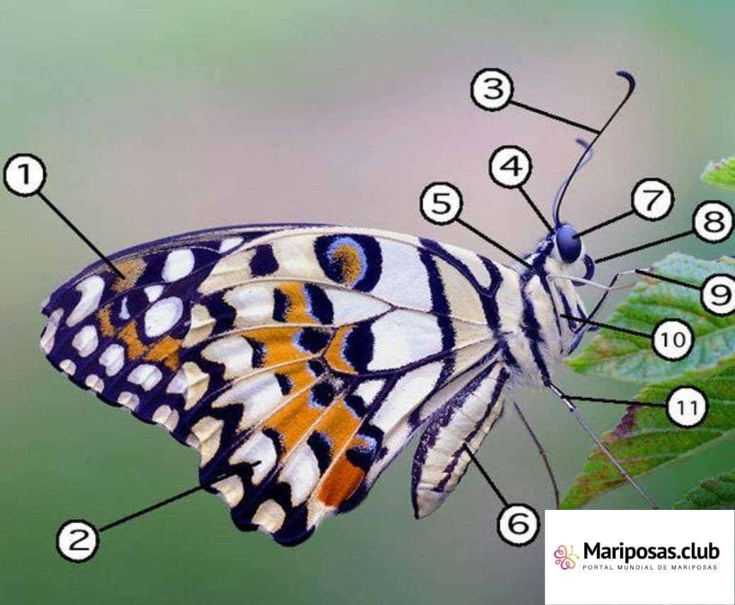 Anatomía de la Mariposa - Mariposas